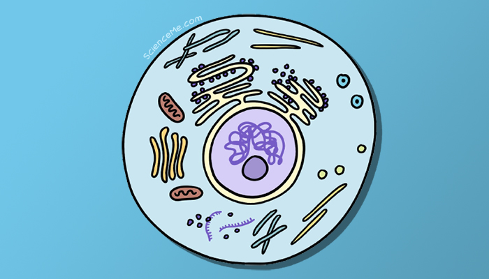 Where Do Cells Come From? | Science Me
